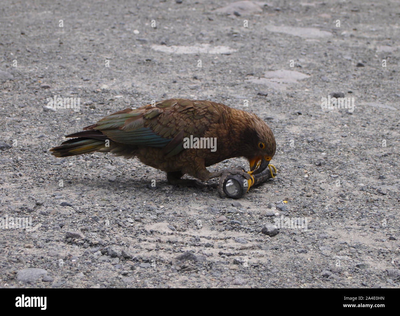 Keas in Fiordland national park, New Zealand South Island Stock Photo ...
