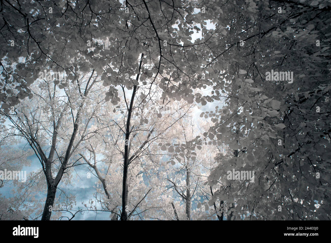 Dense infrared woods against beautiful blue sky Stock Photo - Alamy