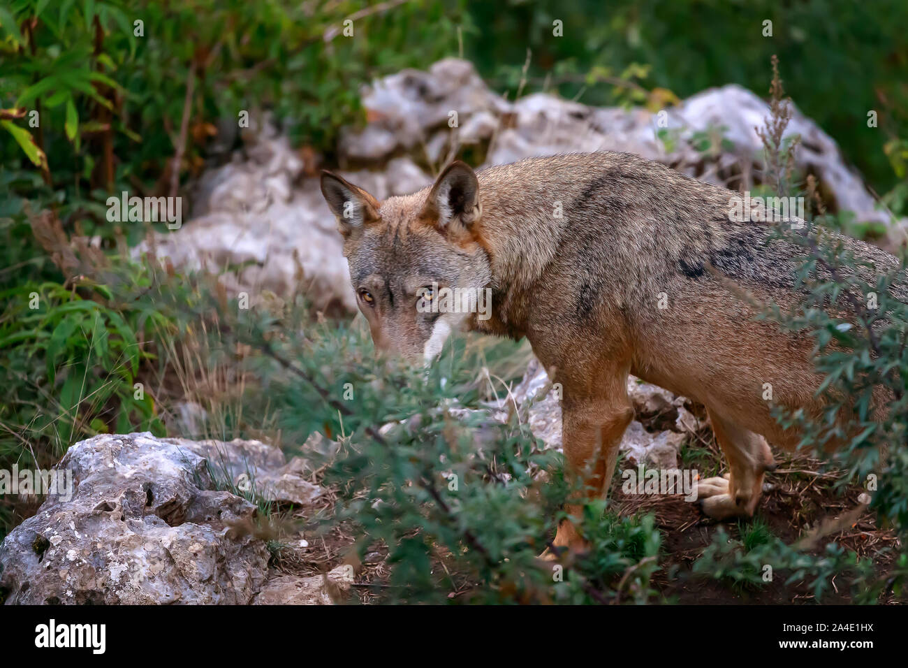 Italian wolf hi-res stock photography and images - Alamy