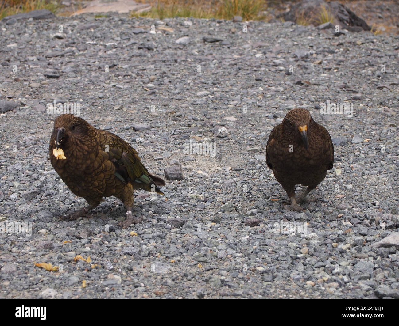 Keas In The South Island Of New Zealand High Resolution Stock ...