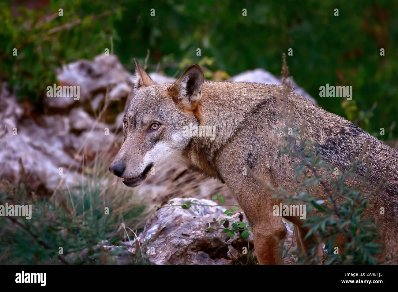 Italian wolf hi-res stock photography and images - Alamy