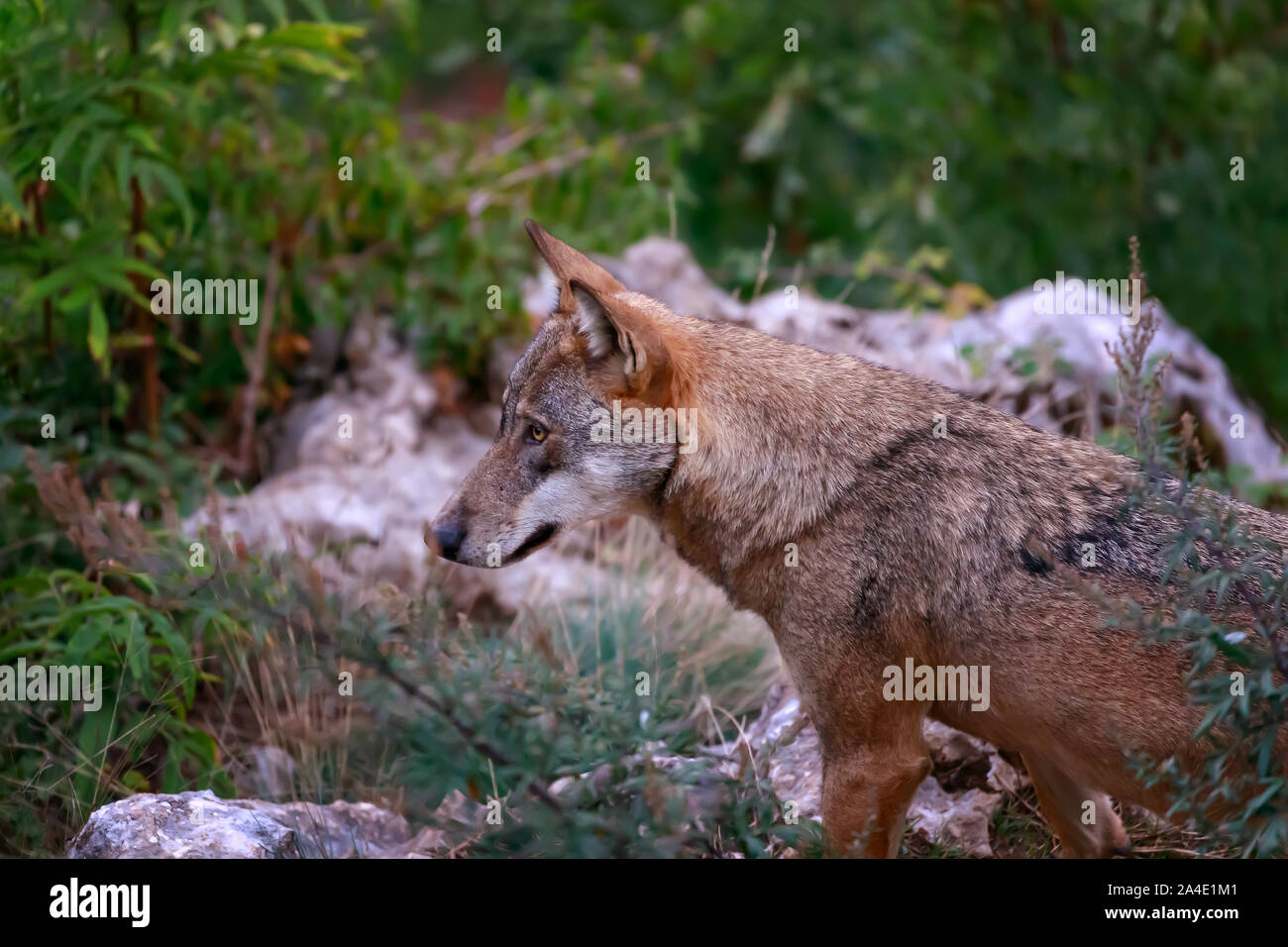 Portrait of Italian wolf, close up of wolf. The predator looks at the ...