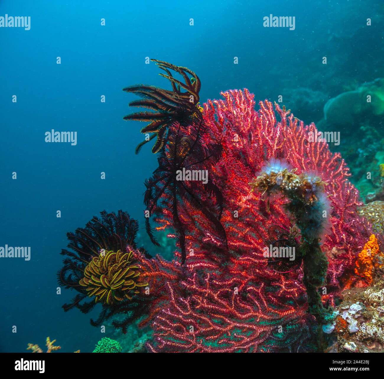 Red crinoids hi-res stock photography and images - Alamy