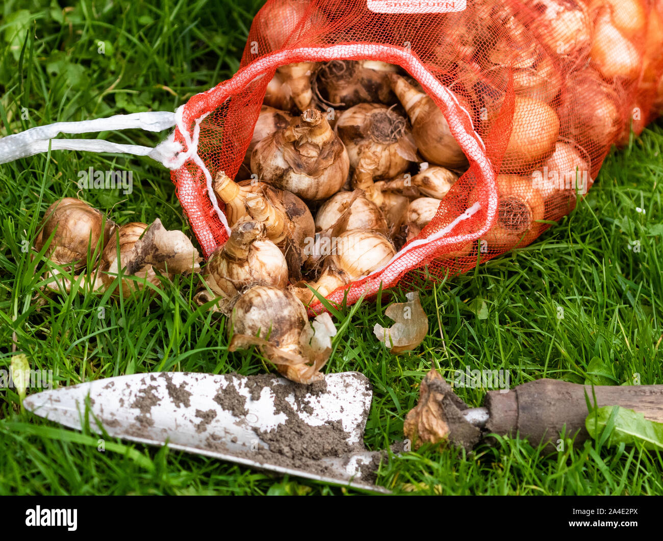 A netting bag full of narcissus bulbs ready for planting Stock Photo ...