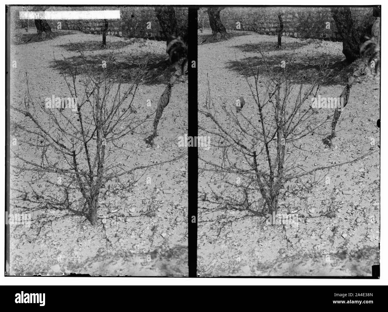 Tree plague Black and White Stock Photos & Images - Alamy