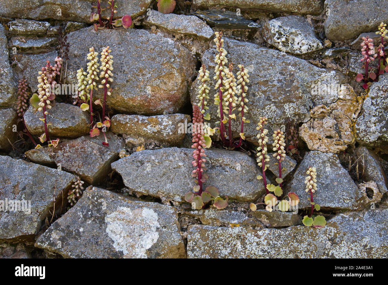Navelwort, also known as Wall Pennywort (Umbilicus rupestris) growing ...