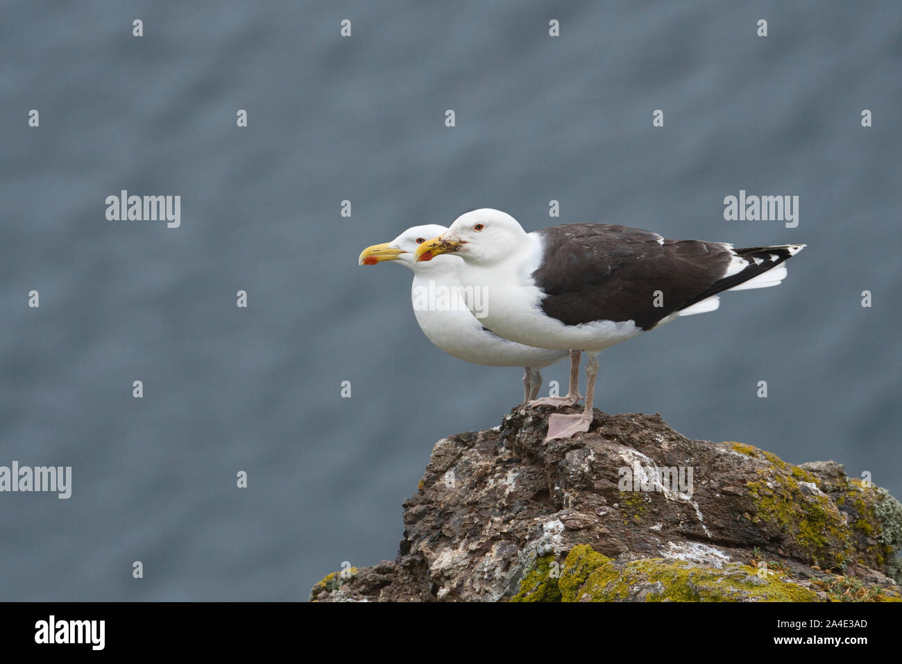 Pair of great black-backed gulls (Larus marinus), Skomer Island ...