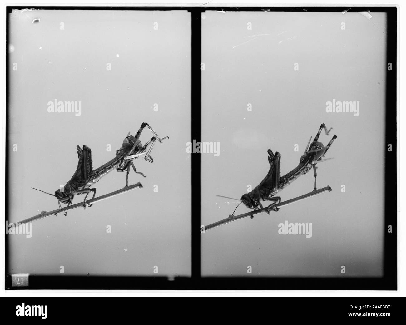 The terrible plague of locusts in Palestine, March-June 1915. Locust ...