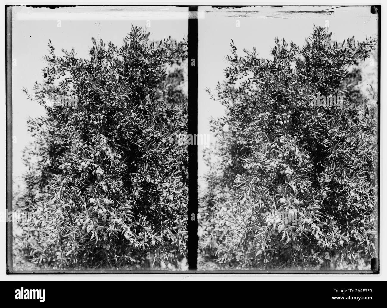 Locust plague 1915 Black and White Stock Photos & Images - Alamy