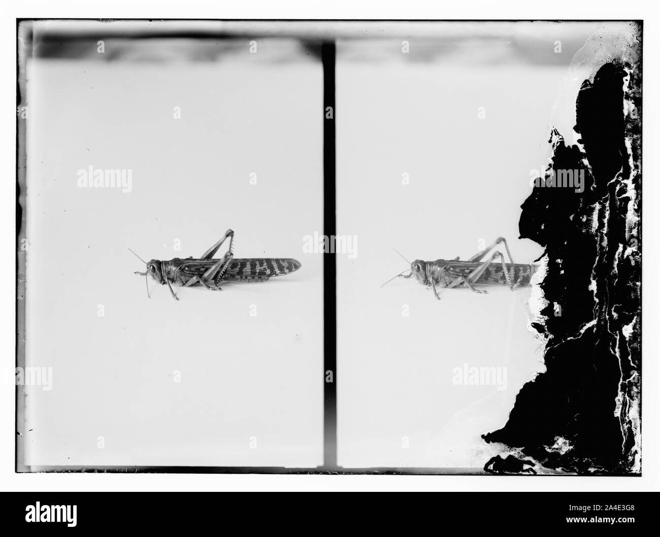 Terrible food Black and White Stock Photos & Images - Alamy