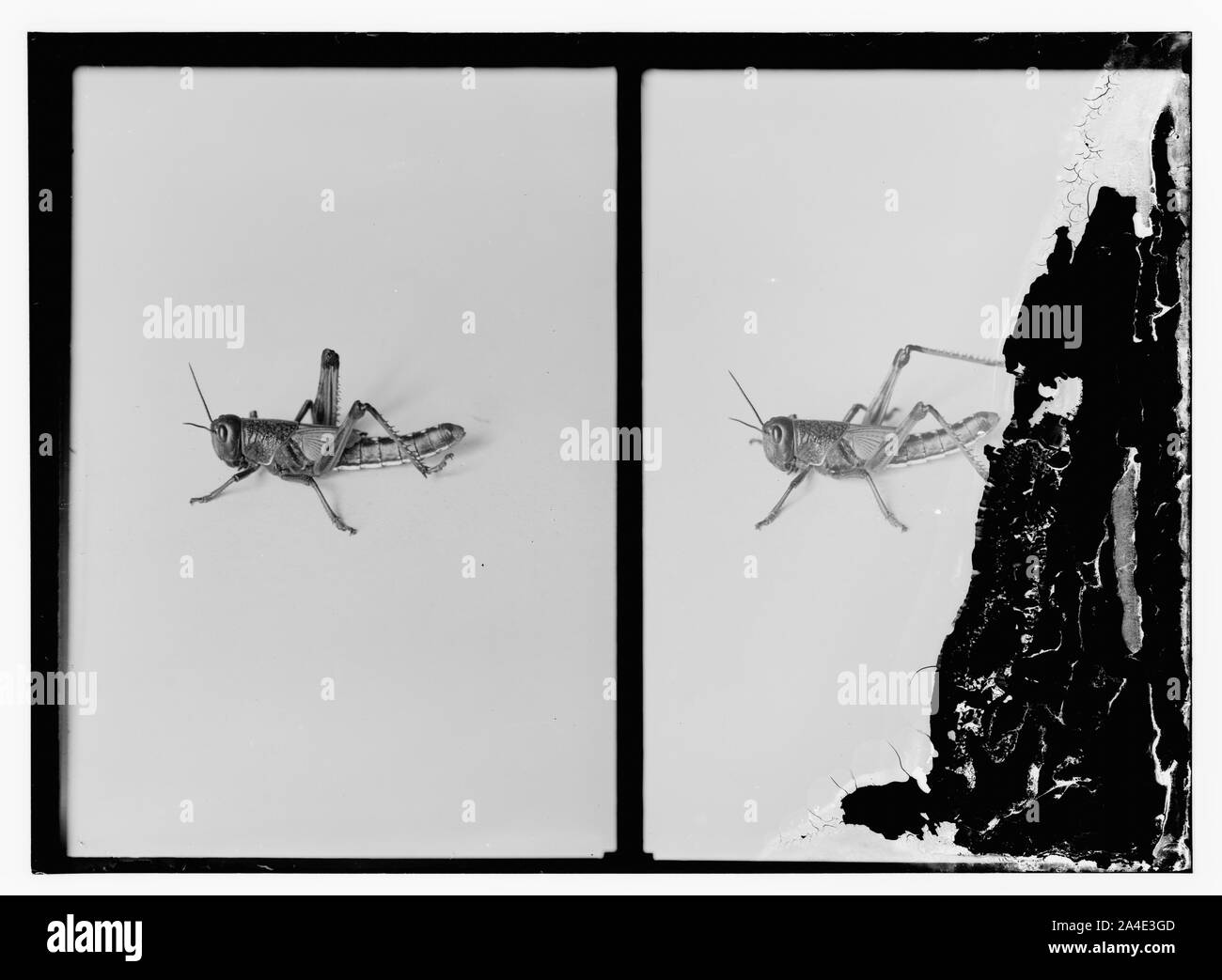 Crawling locust Cut Out Stock Images & Pictures - Alamy