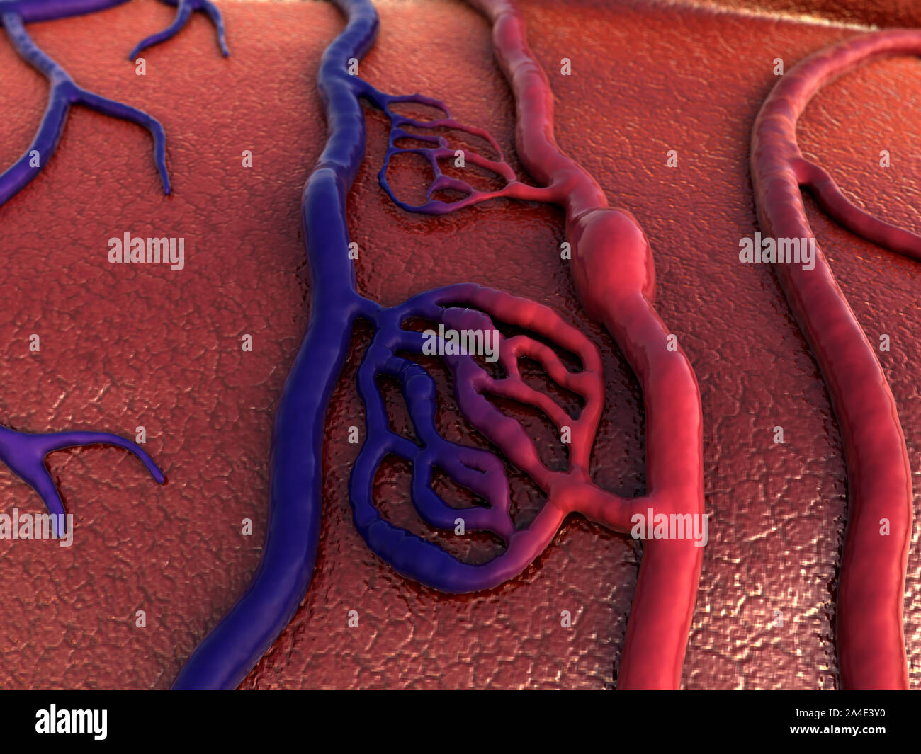 circulatory system, Capillary, Cardio-vascular, human vein and artery ...
