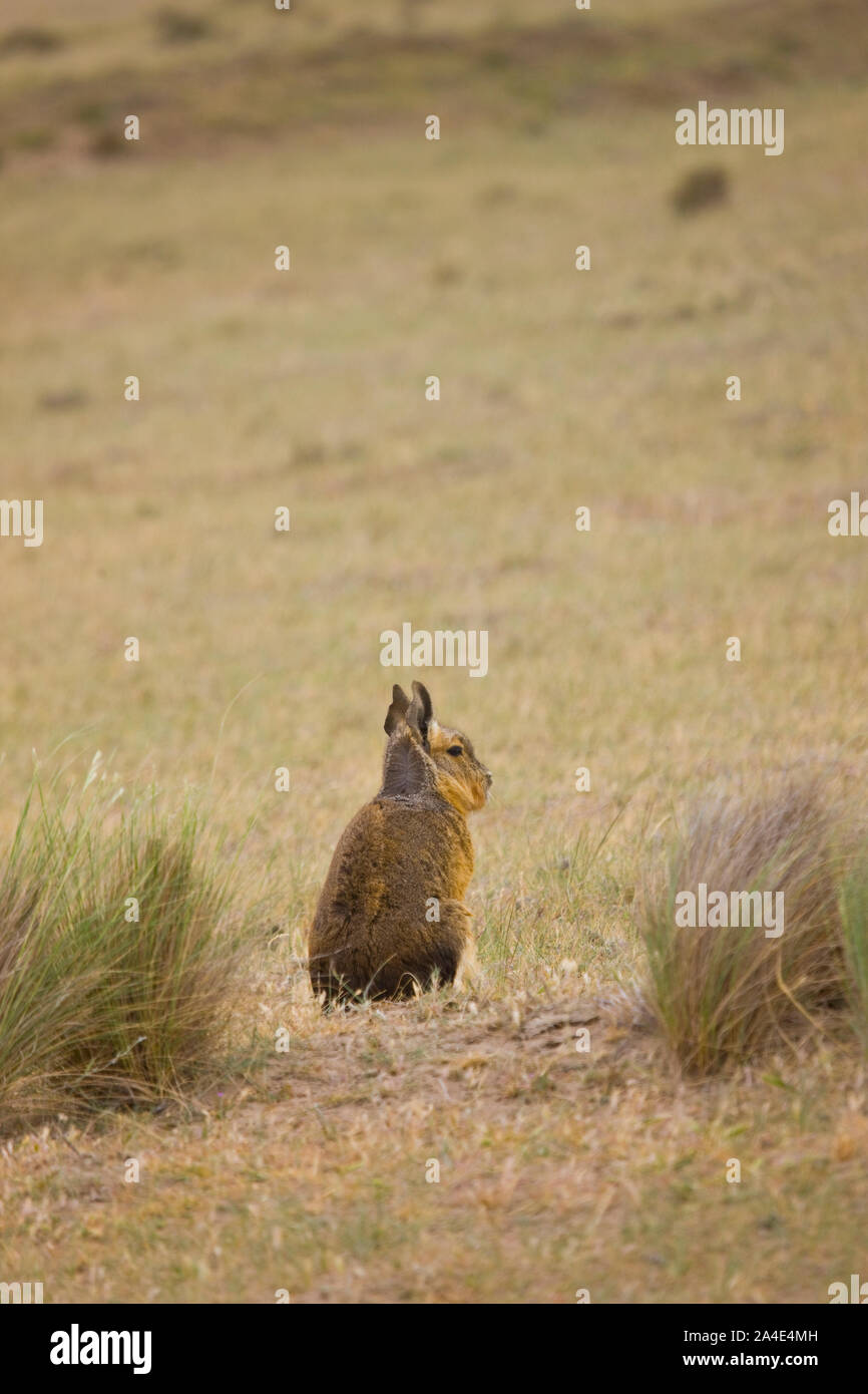 Mara patagónica hi-res stock photography and images - Alamy