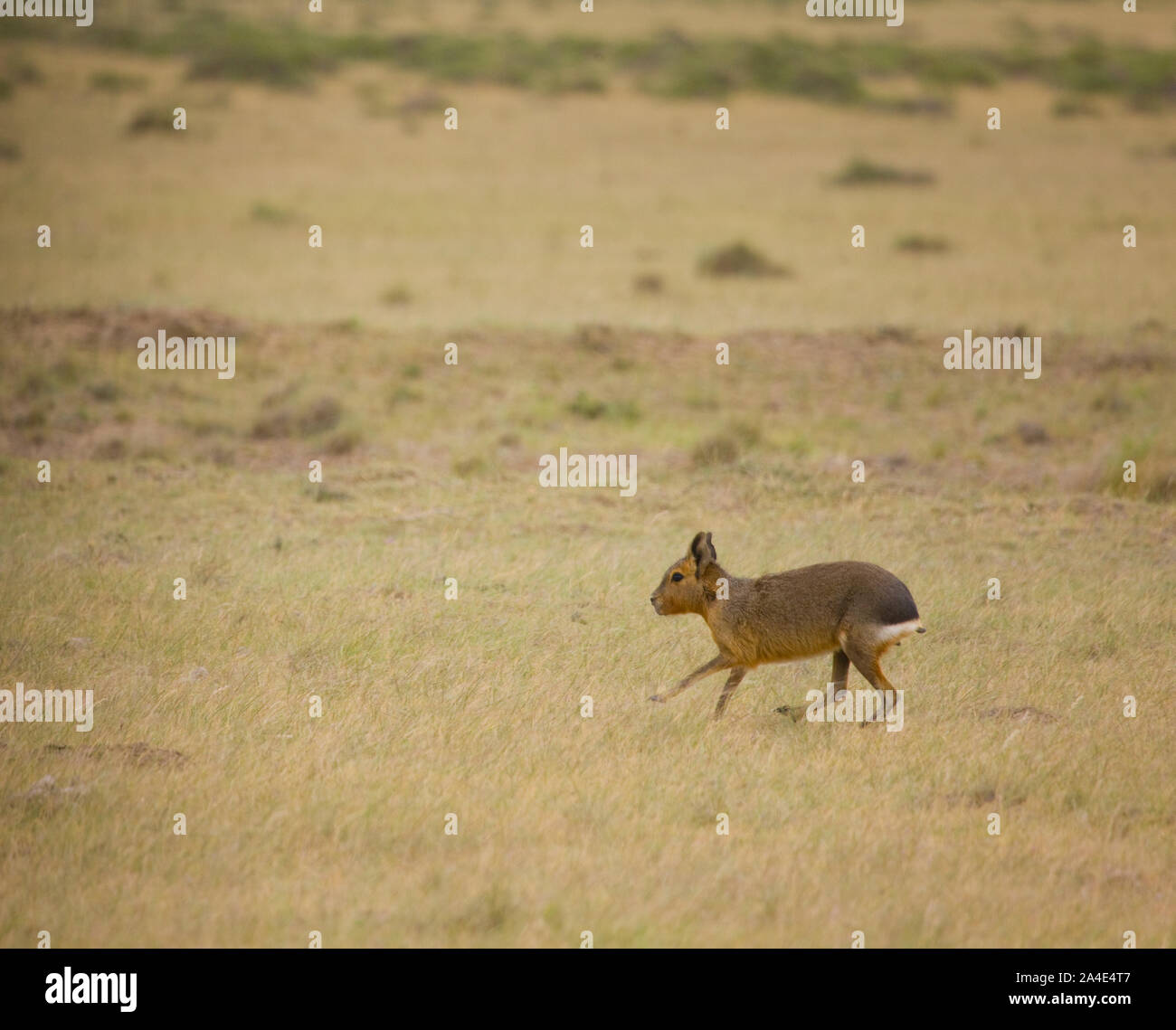 Mara patagonica hi-res stock photography and images - Alamy