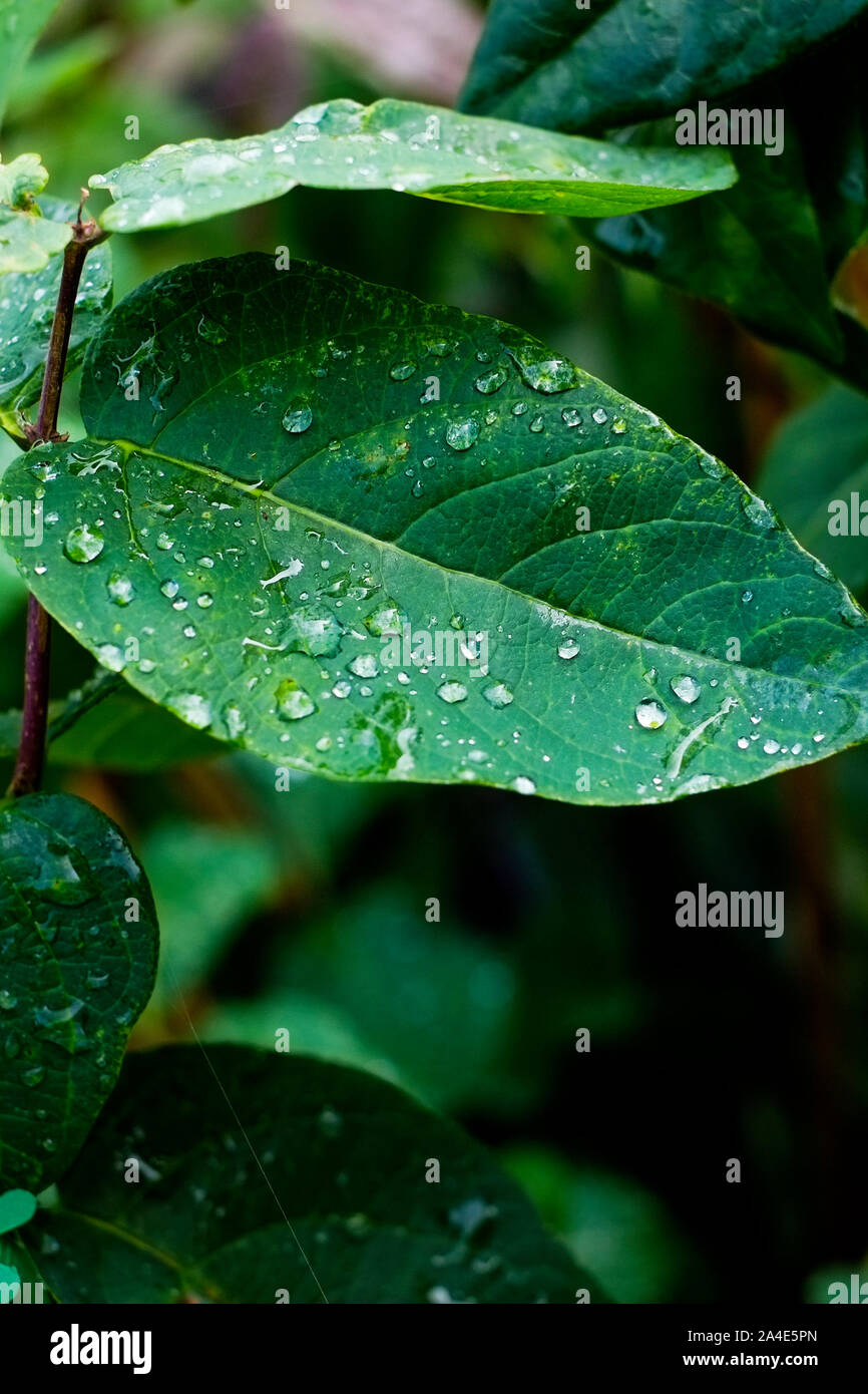 Dewdrops on nature hi-res stock photography and images - Alamy