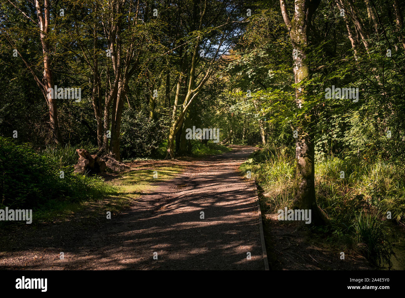 A walking route in Tehidy Country Park, the largest area of woodland in ...