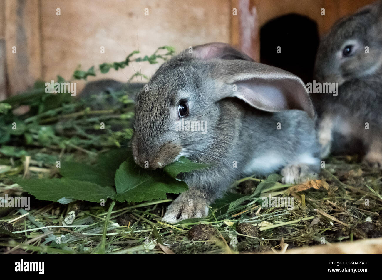 Gray domestic rabbit eats fresh grass. Rabbits in the cage. Pets for ...