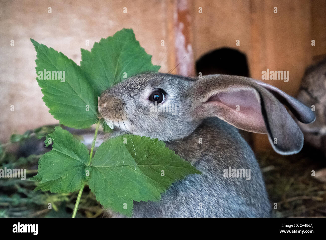 Gray domestic rabbit eats fresh grass. Rabbits in the cage. Pets for ...