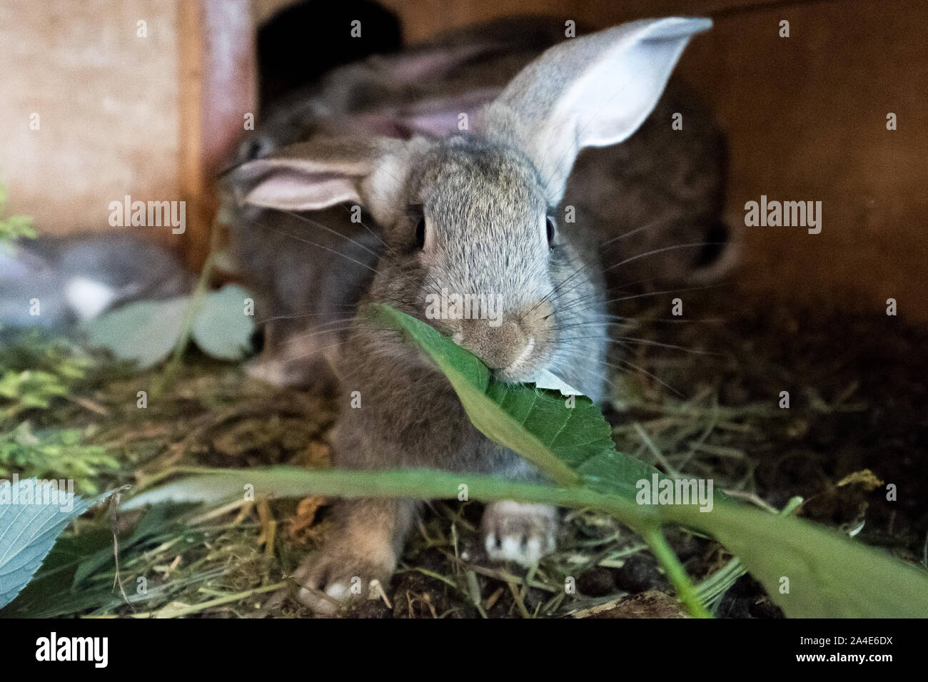Gray domestic rabbit eats fresh grass. Rabbits in the cage. Pets for ...