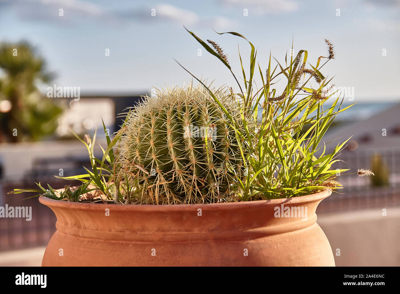 Cactus in pot Stock Photo - Alamy