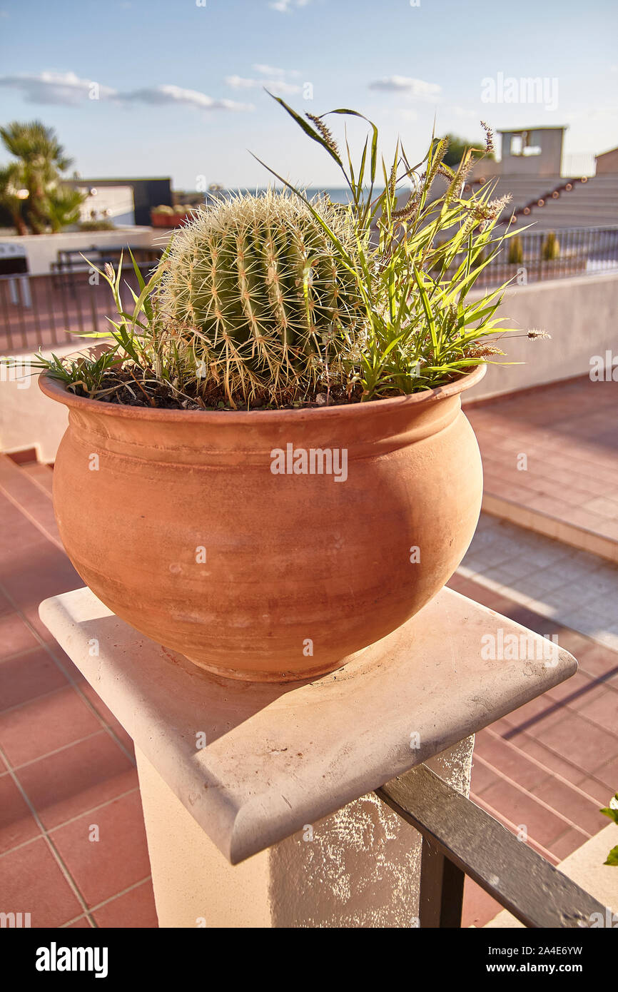 Cactus in pot #4 Stock Photo - Alamy