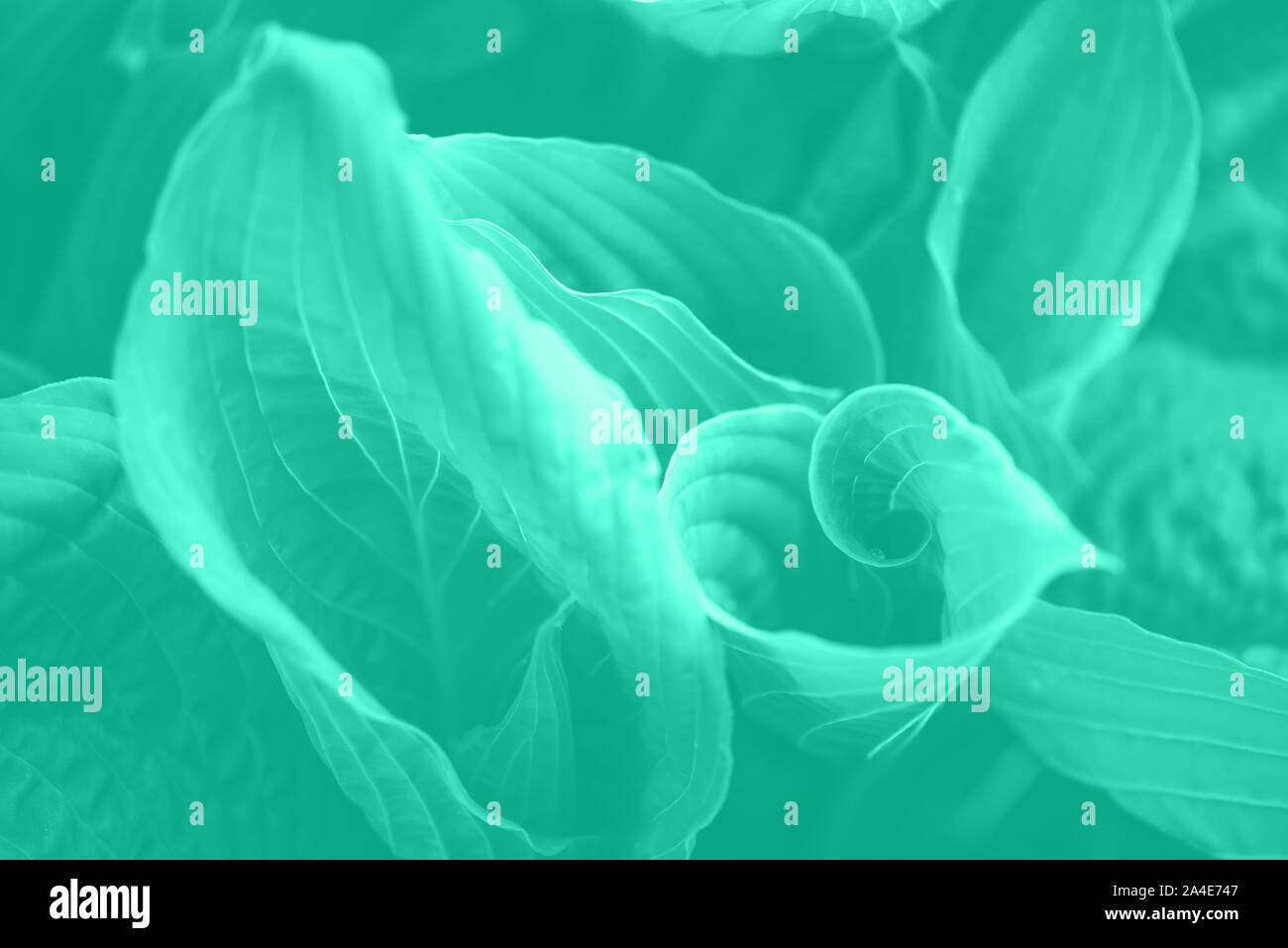 Nature concept. Top view. Green leaves texture. Tropical leaf ...