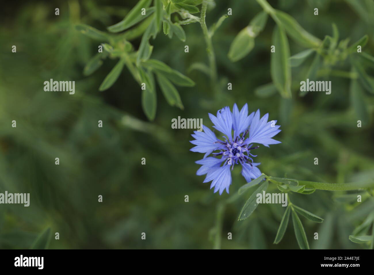 Violet Blue Cornflower High Resolution Stock Photography and Images - Alamy