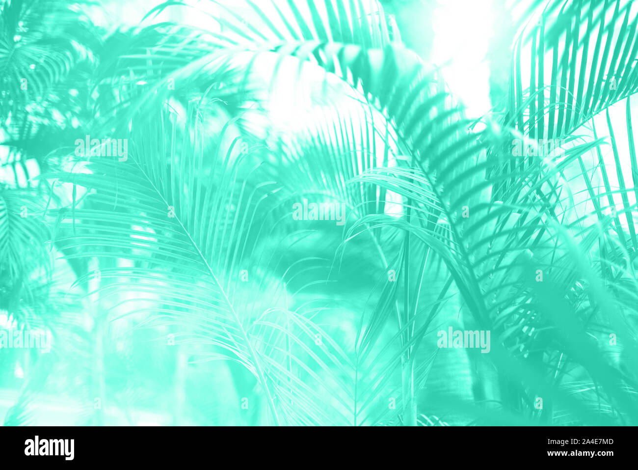 Palm trees over sky. Summer, holiday and travel concept. Palm branches ...