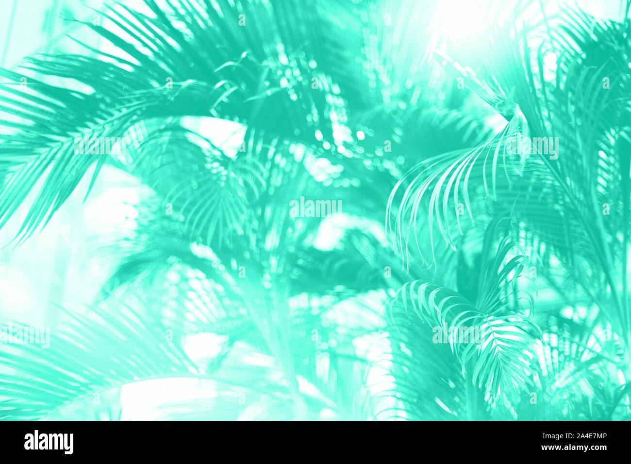 Palm trees over sky. Summer, holiday and travel concept. Palm branches ...