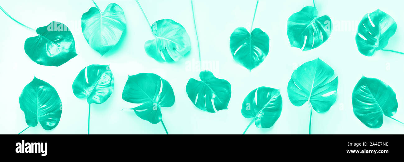Pattern of tropical monstera leaves on mint color background. Top view ...
