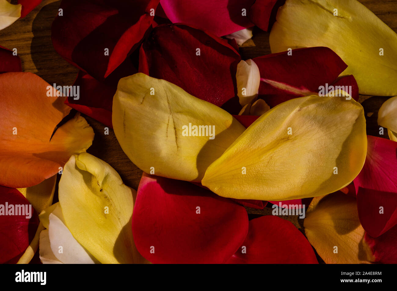 Rose patals hi-res stock photography and images - Alamy