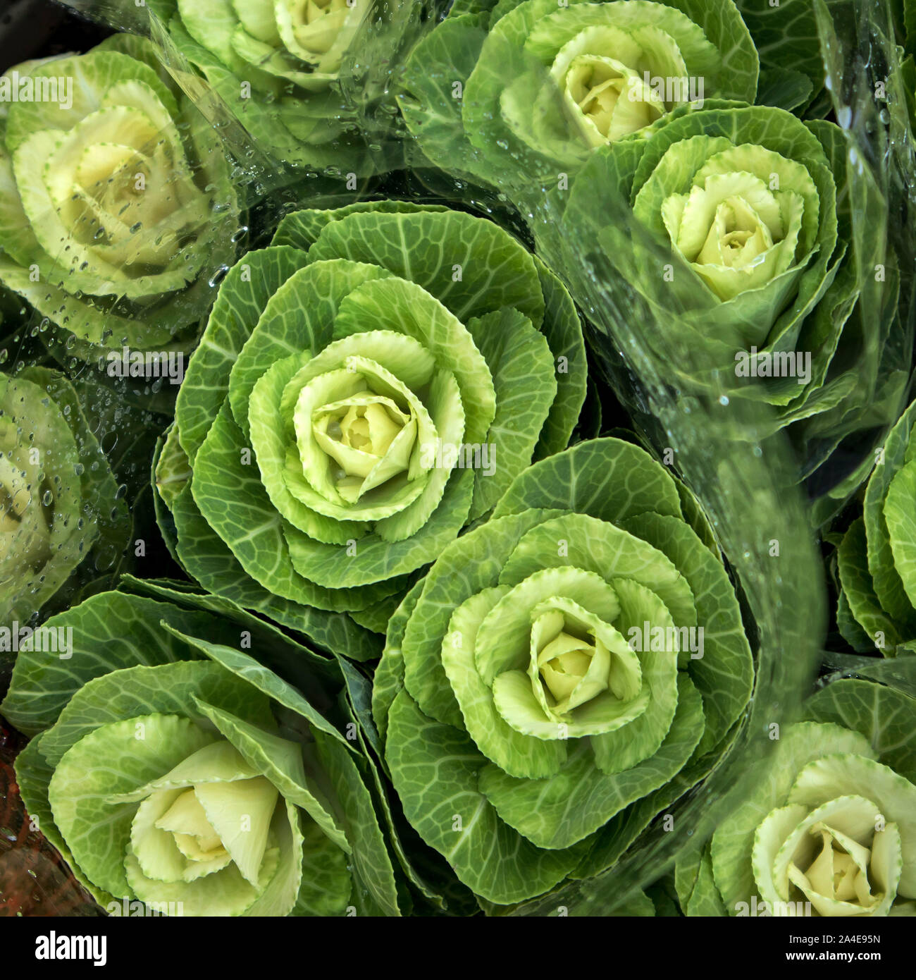 Cabbage Rose Flower