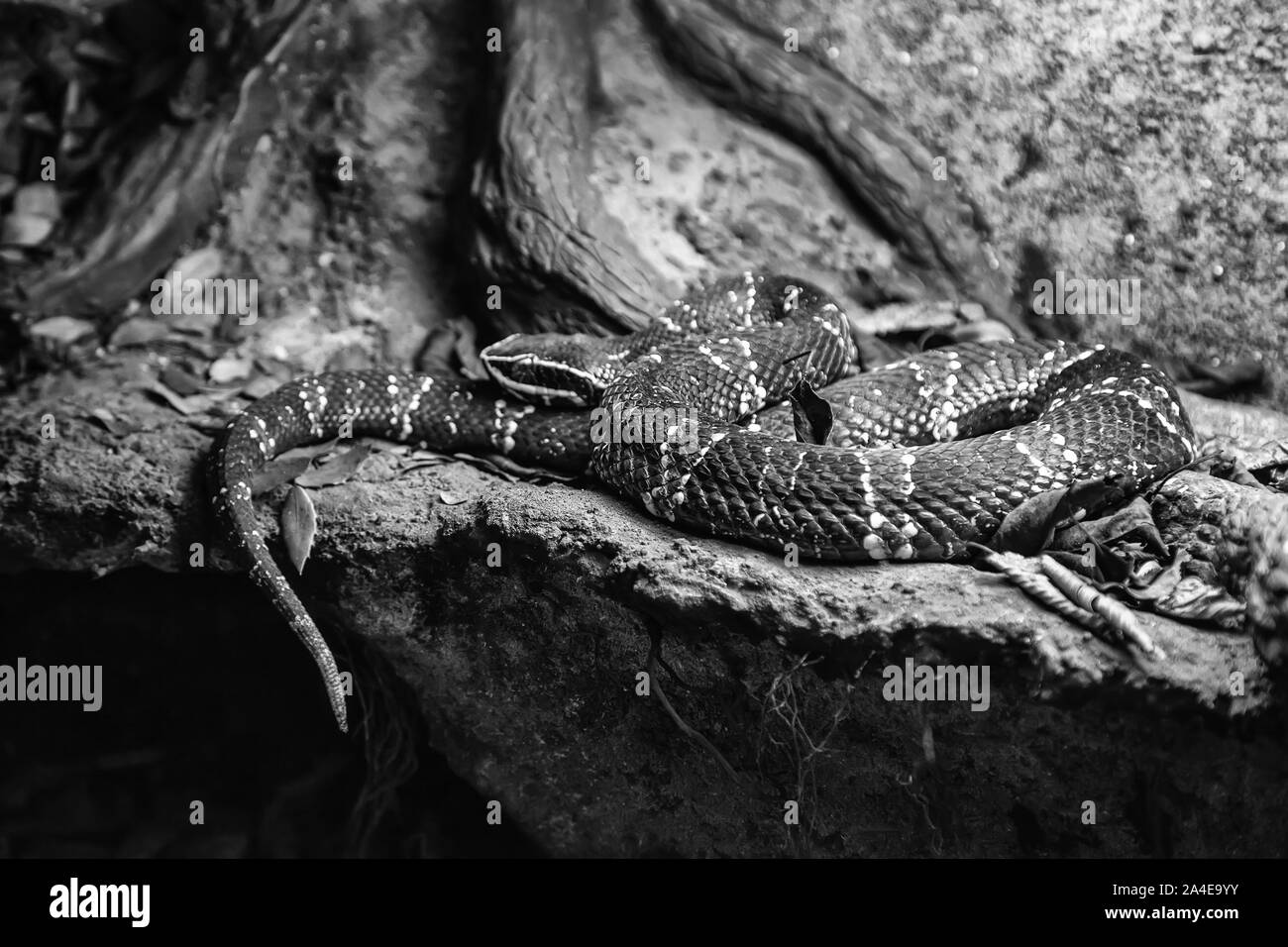 Wild poisonous snake, dangerous animal detail, deadly poison Stock ...