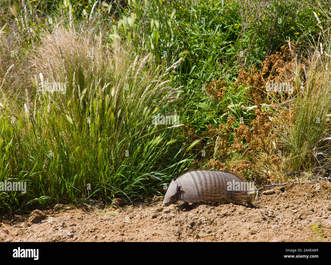 Piche armadillo hi-res stock photography and images - Alamy