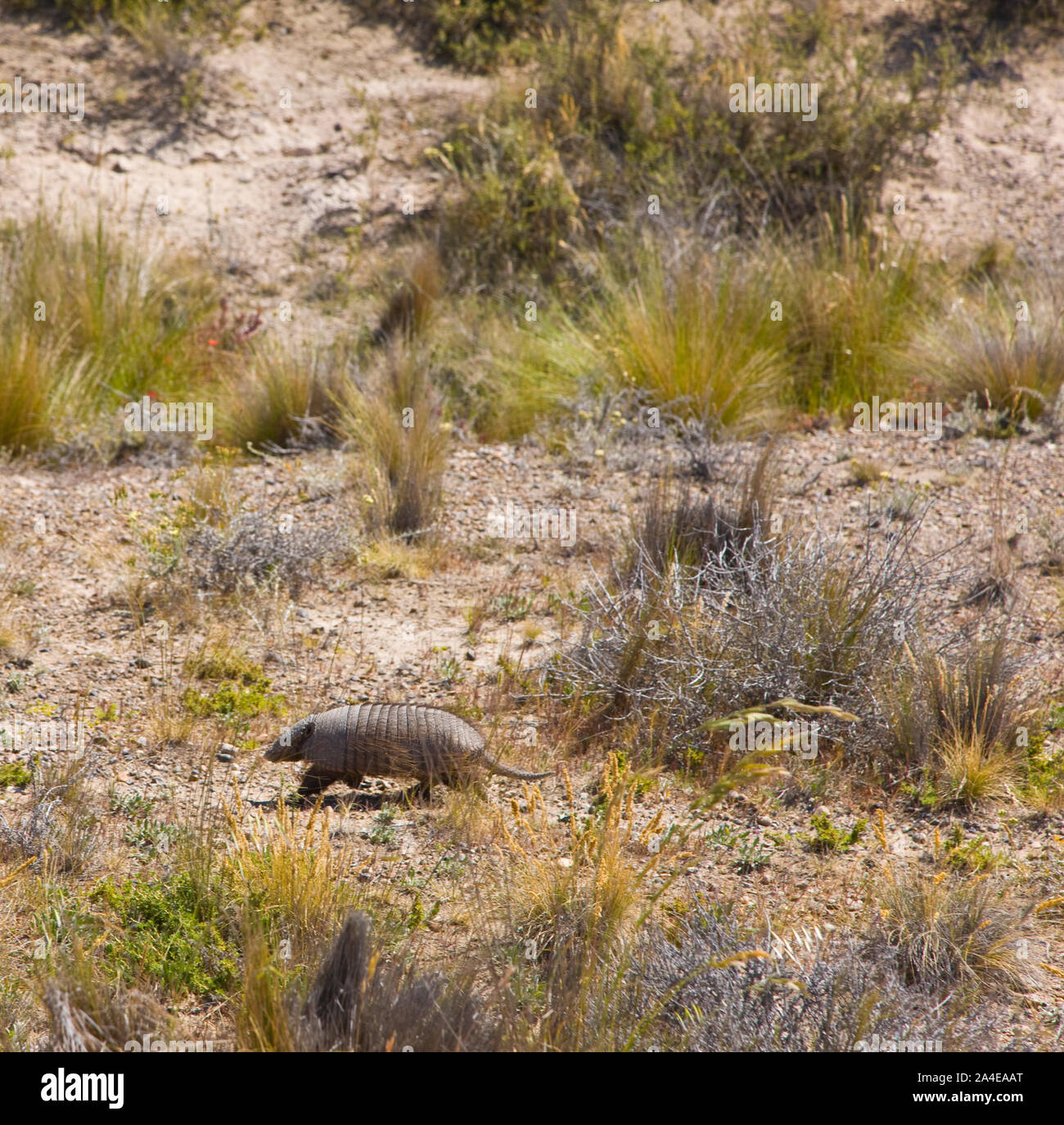 Piche armadillo hi-res stock photography and images - Alamy