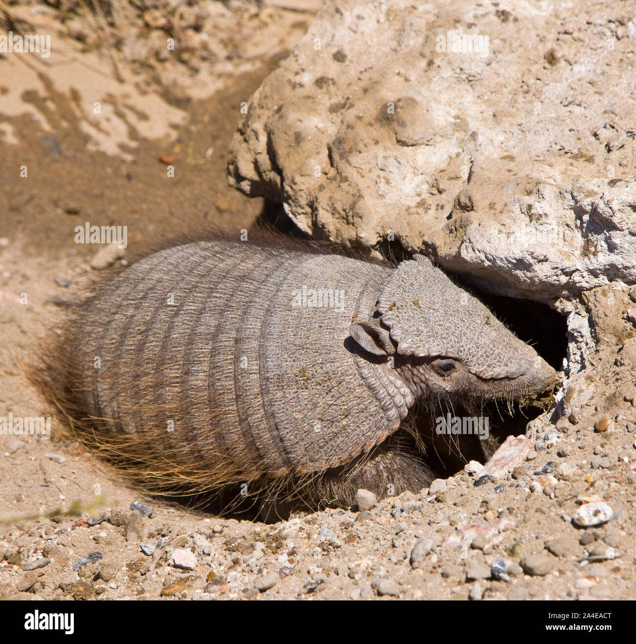 Varios mamíferos hi-res stock photography and images - Alamy