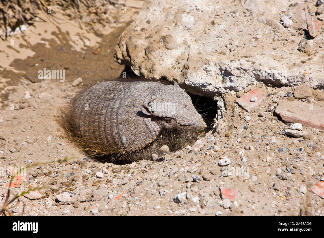 Piche armadillo hi-res stock photography and images - Alamy