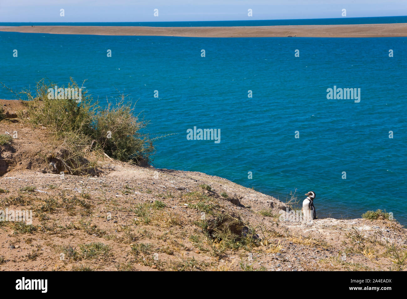 Pingüino de Magallanes (Spheniscus magellanicus), Peninsula Valdes ...