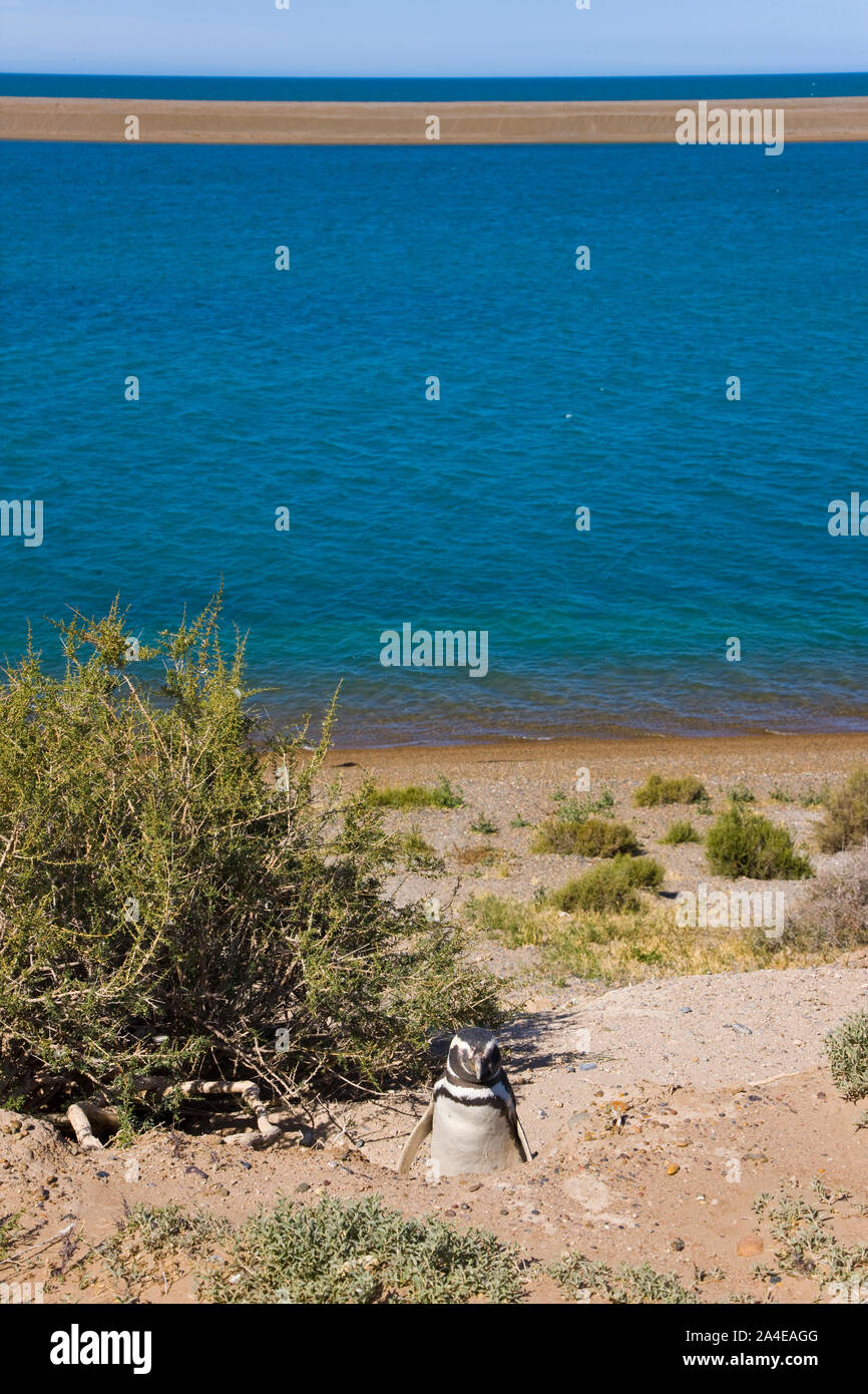 Península de magallanes hi-res stock photography and images - Alamy