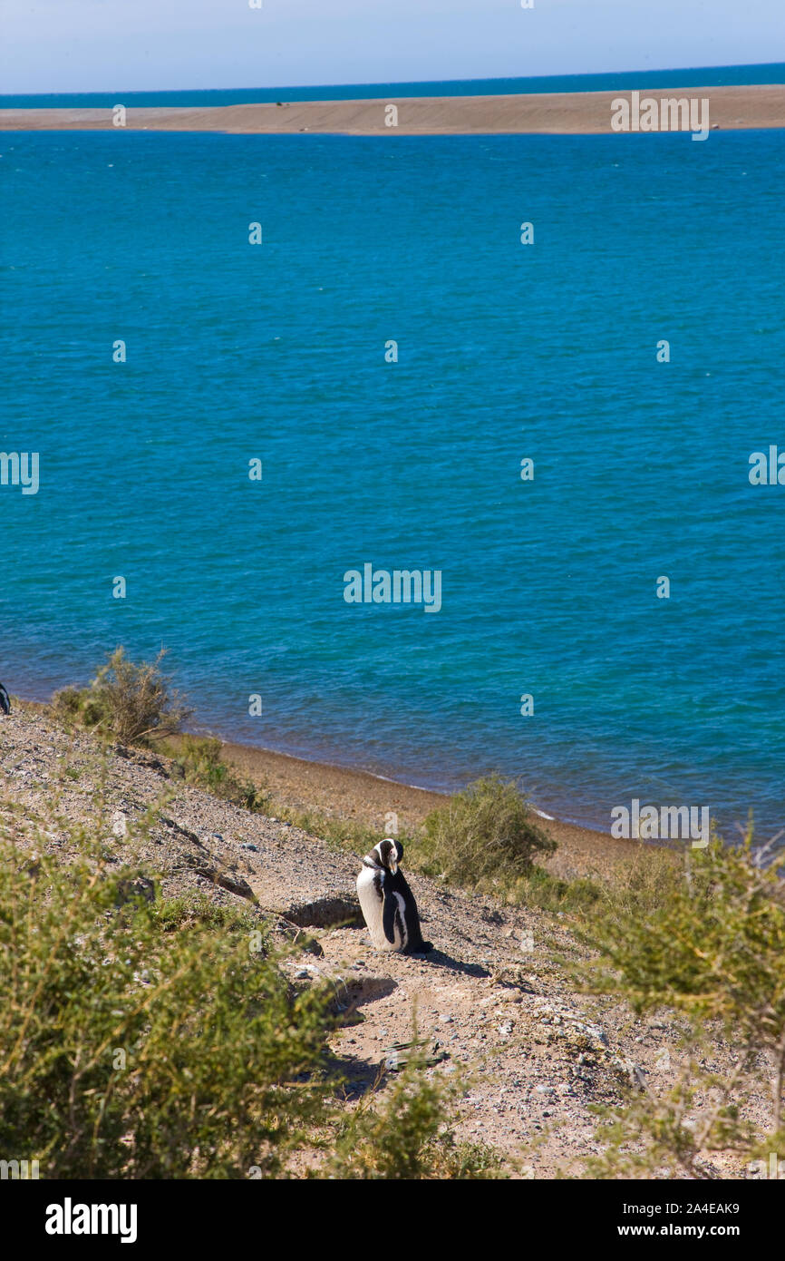 Península de magallanes hi-res stock photography and images - Alamy