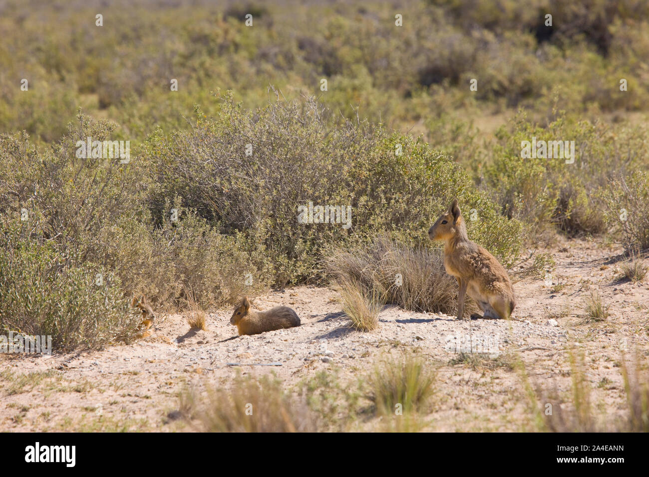 Mara patagonica o Liebre patagonica (Dolichotis patagonum), Peninslula ...