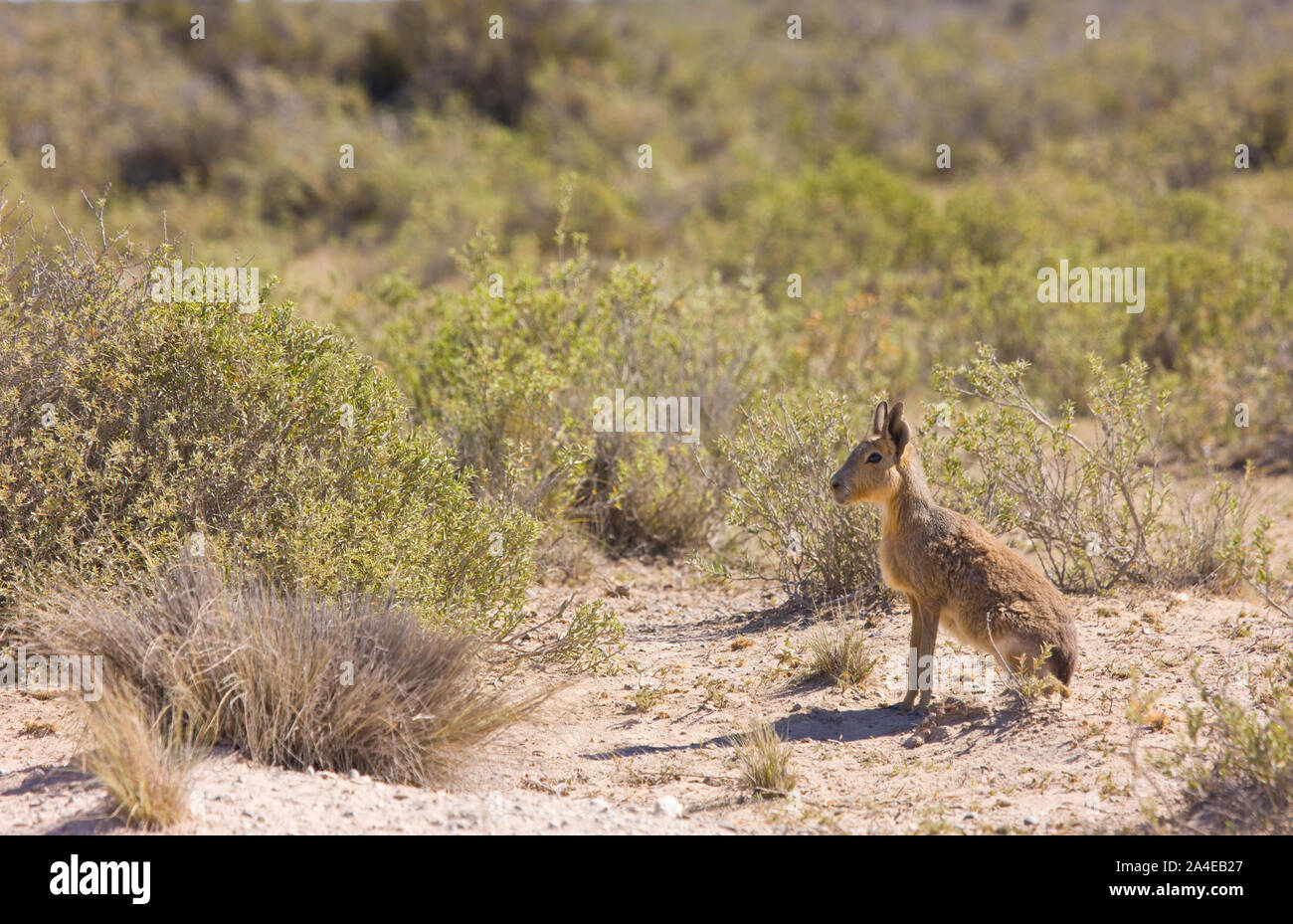 Mara patagonica o Liebre patagonica (Dolichotis patagonum), Peninslula ...