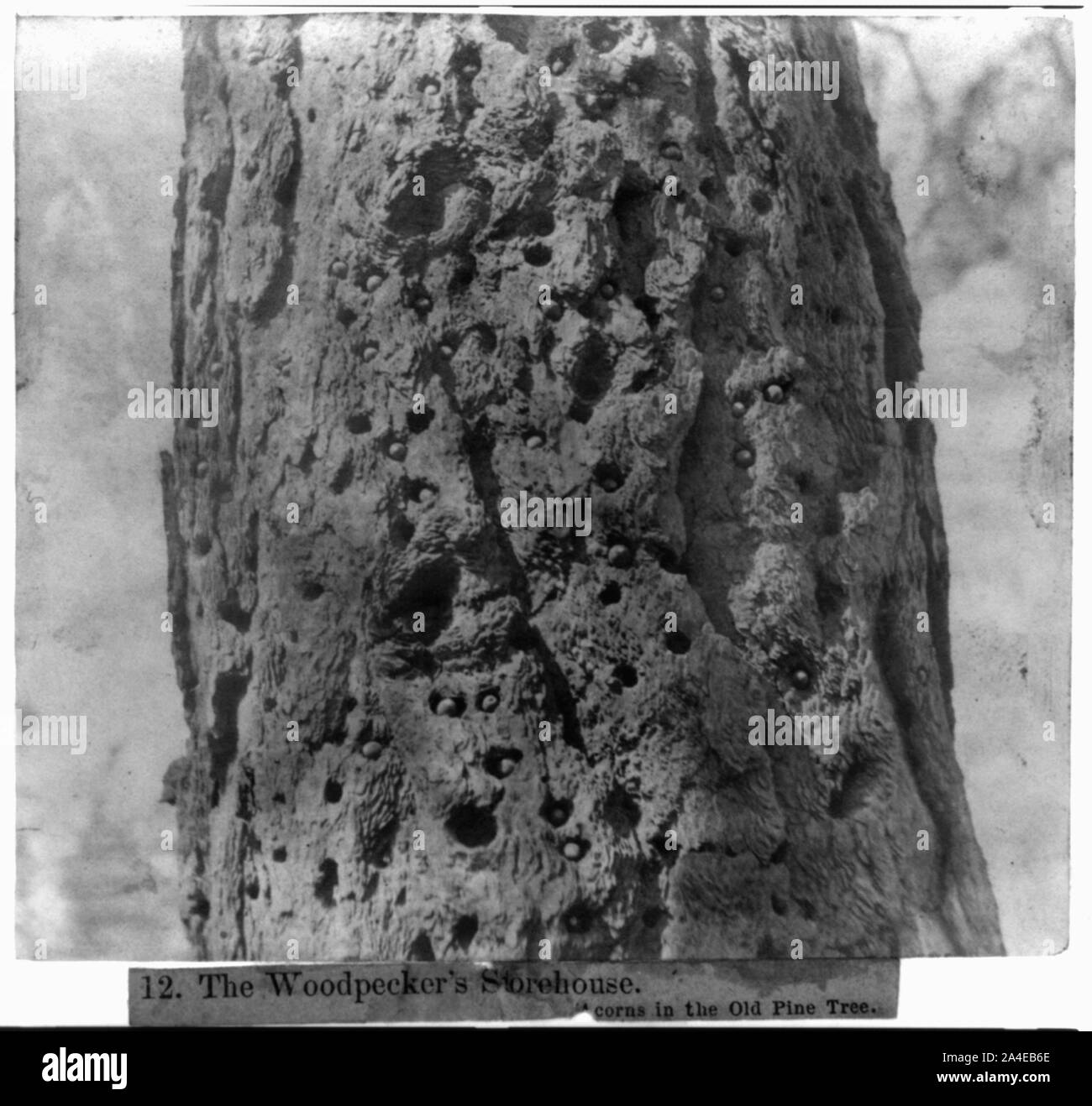 Acorns in tree Black and White Stock Photos & Images - Alamy