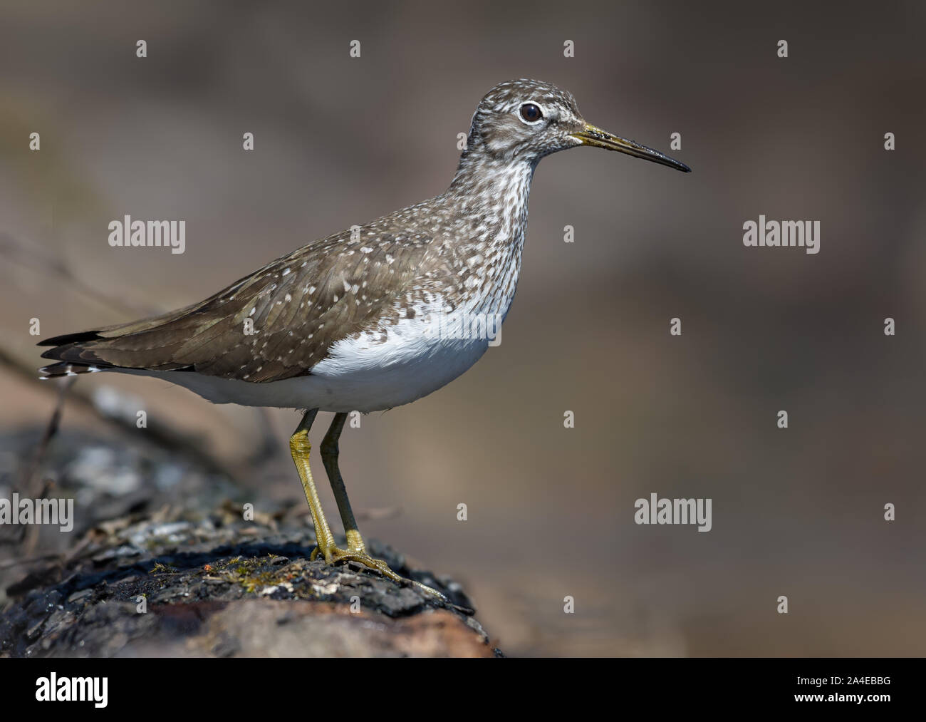 Green Sandpiper perched on big fallen tree in the woods Stock Photo - Alamy