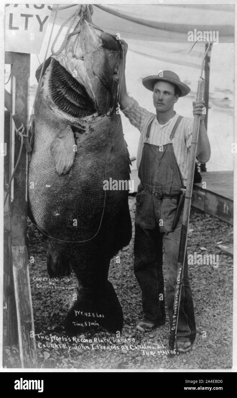 World's record sea bass Black and White Stock Photos & Images - Alamy