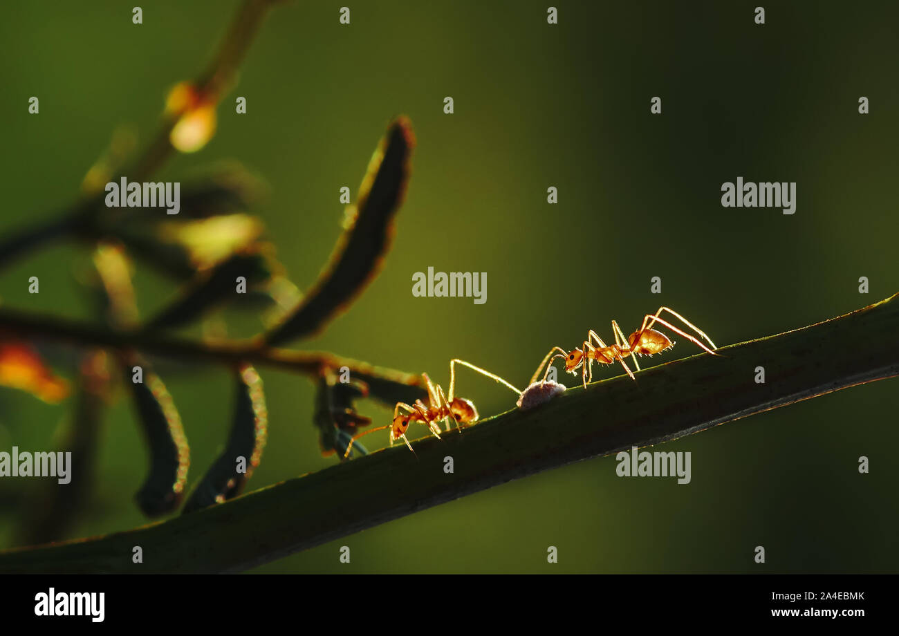 Ant plant stem hi-res stock photography and images - Alamy
