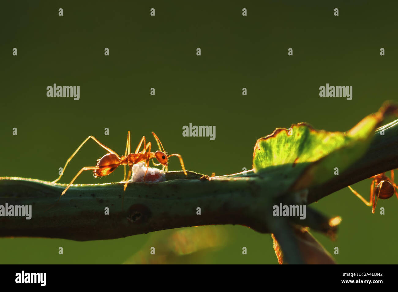 Ant climbing hi-res stock photography and images - Alamy