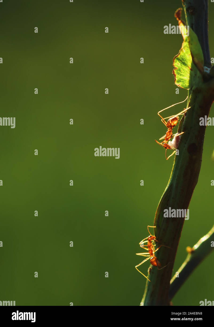 Close-up view of ant climbing on the stem Stock Photo - Alamy
