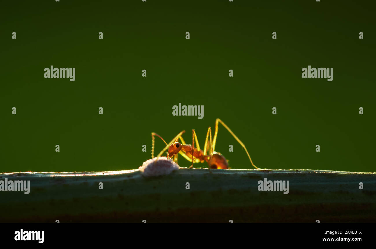 Ant plant stem hi-res stock photography and images - Alamy