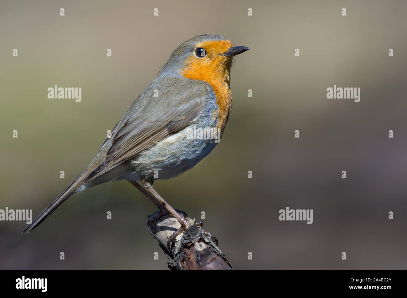 Nice posture hi-res stock photography and images - Alamy